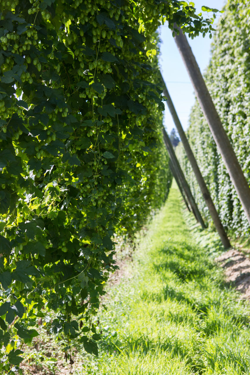 Der Hopfen - Bayerisches Bier