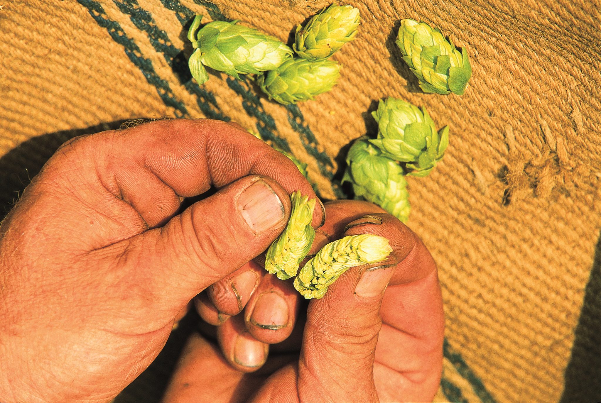 Der Hopfen - Bayerisches Bier