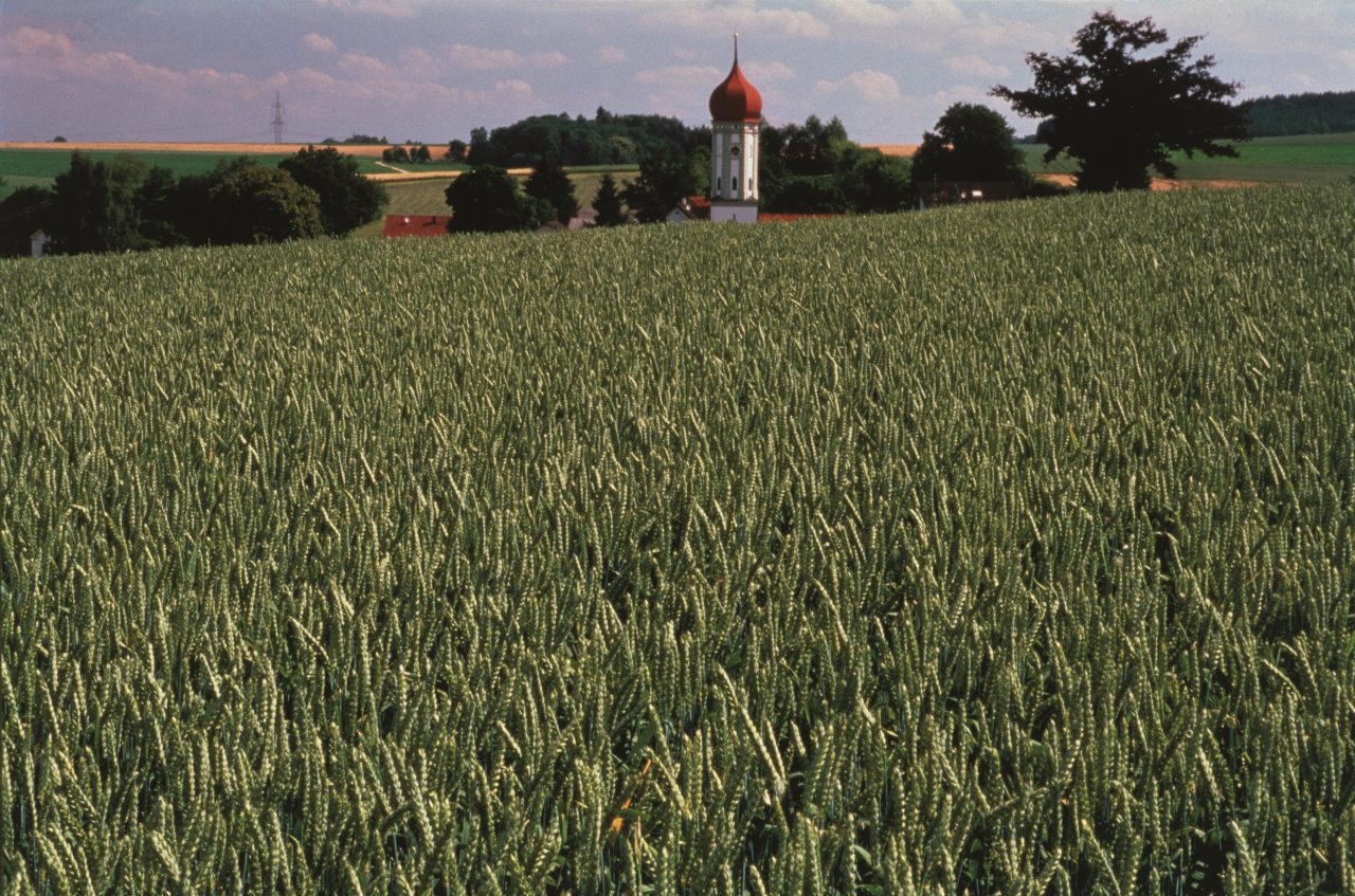 Weizen - Bayerischer Brauerbund