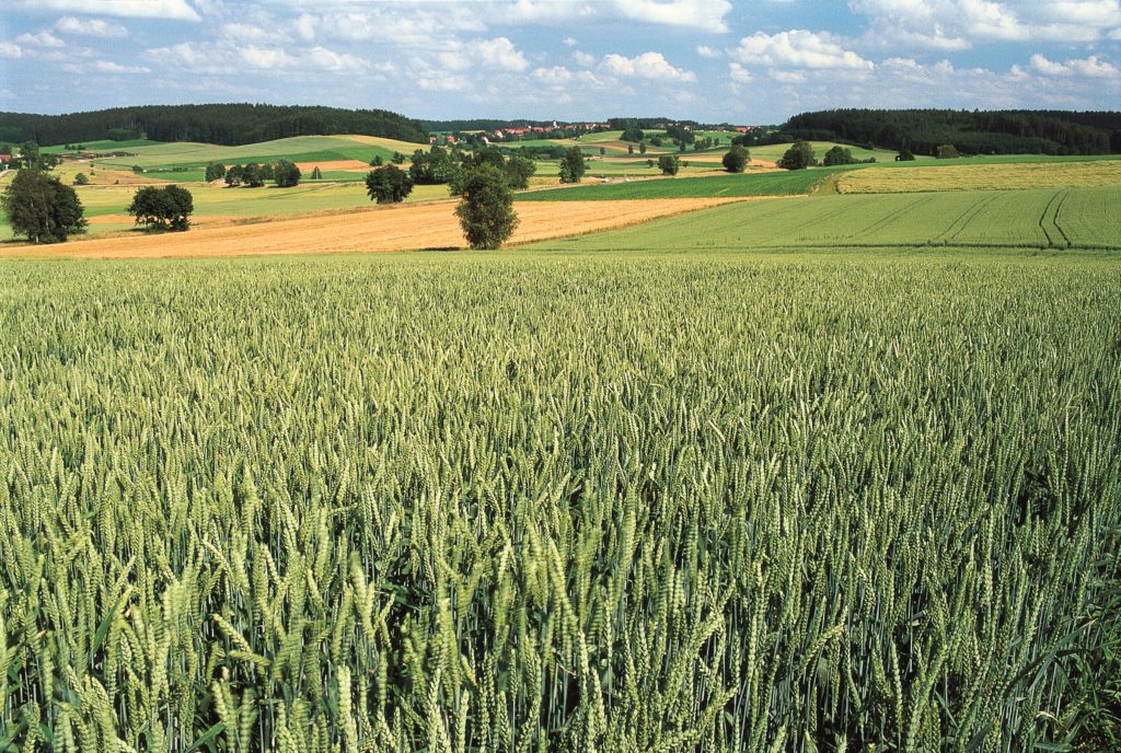 Weizen - Bayerischer Brauerbund
